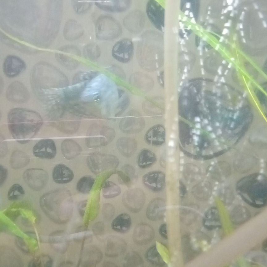 Аквариумные рыбки гурами мраморный