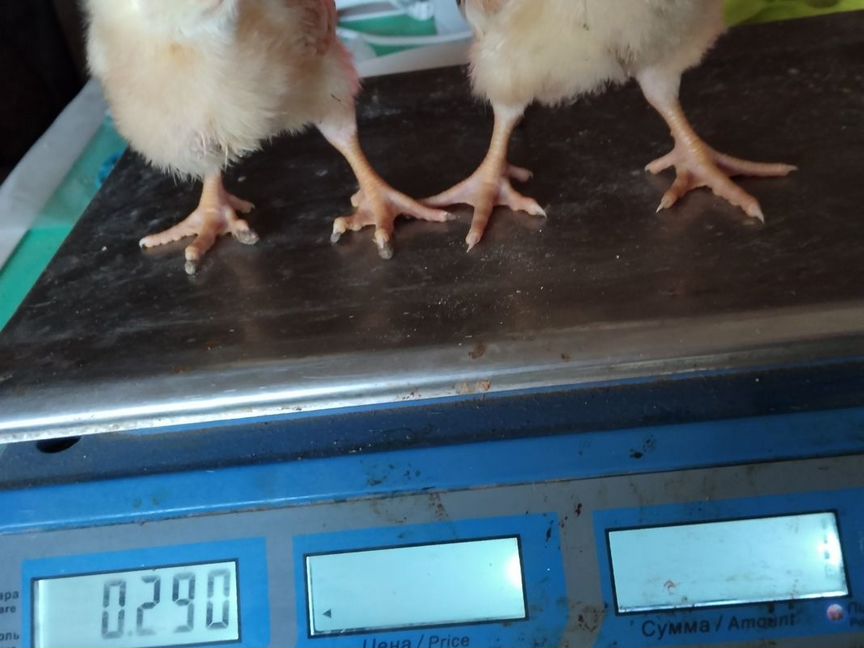 Цыплята цветного бройлера