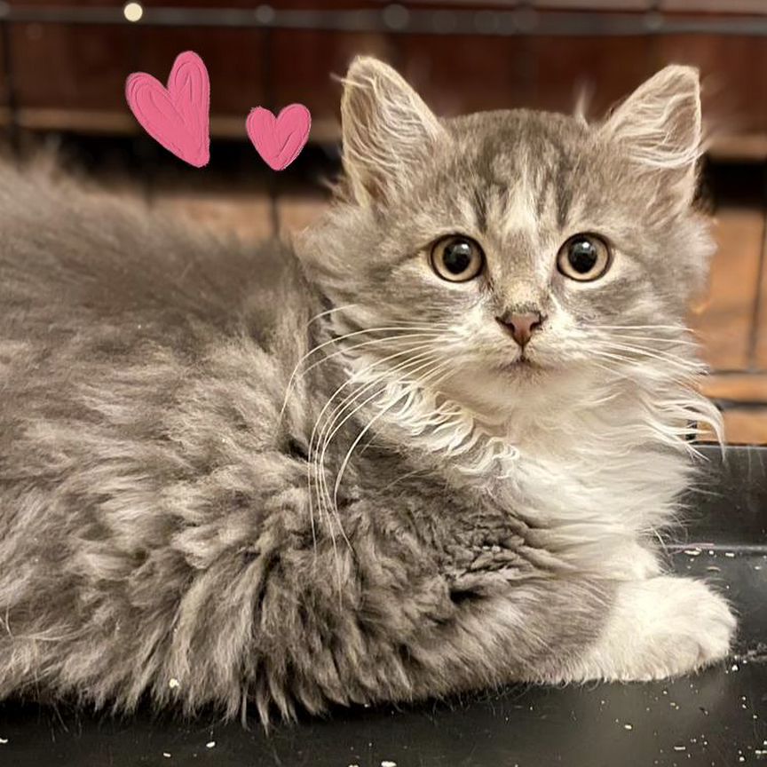 Котёнок в добрые руки