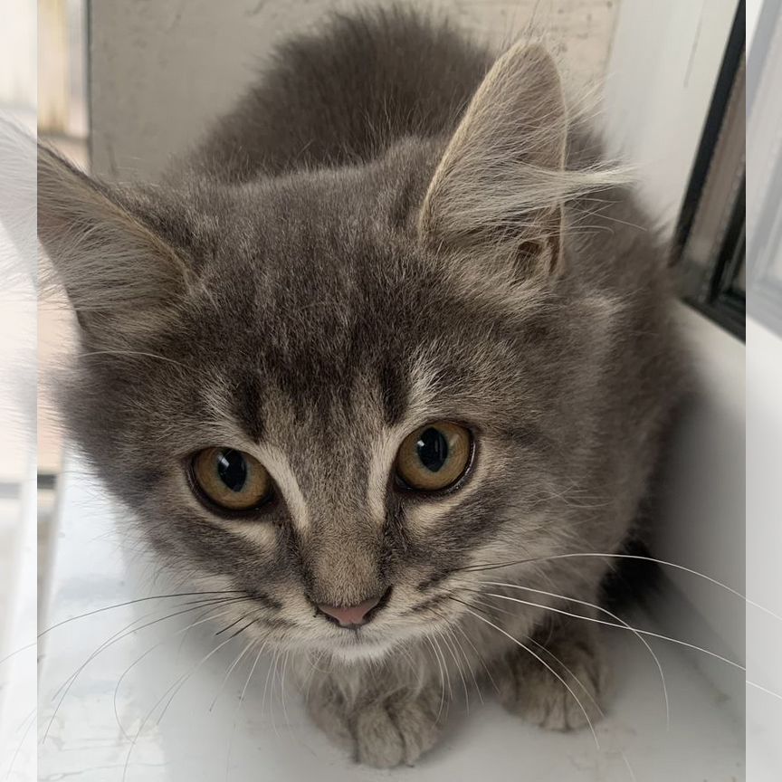 Отдам в добрые руки