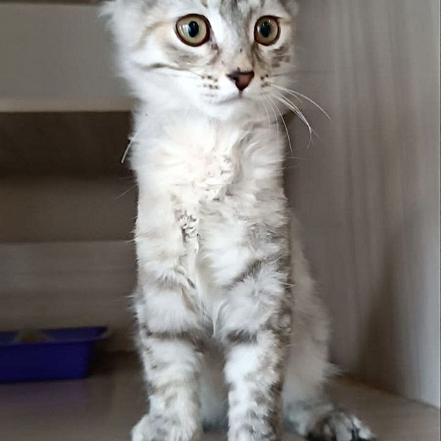 Кошка в добрые руки 5 месяцев