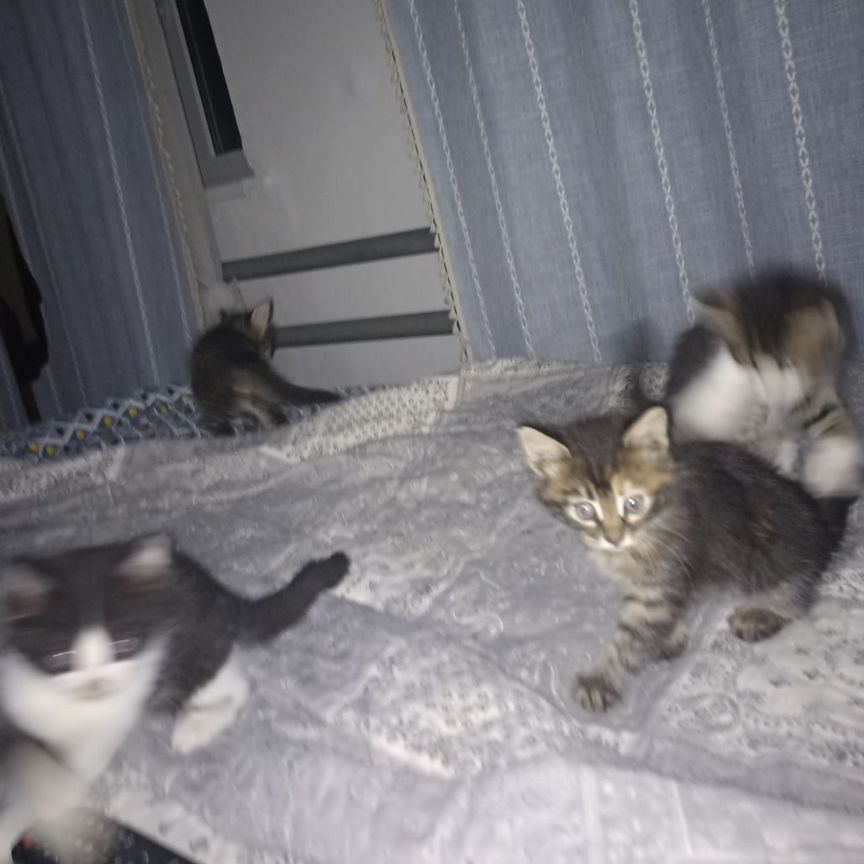 Котята