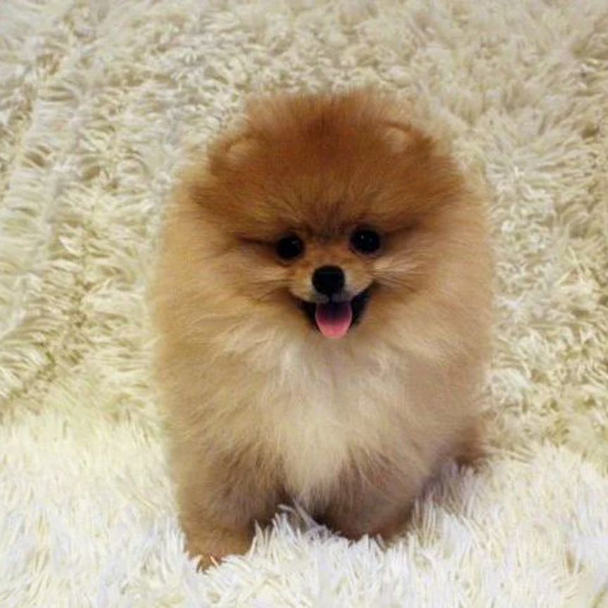 Шпиц мальчик померанчик
