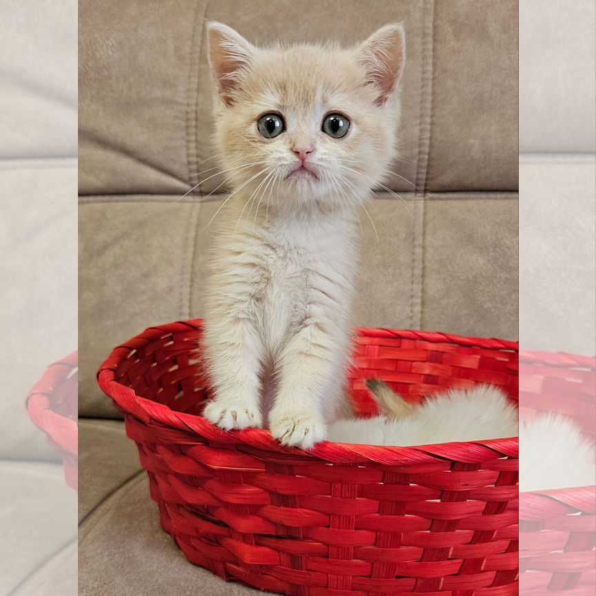 Шотландский прямоухий короткошёрстный котёнок