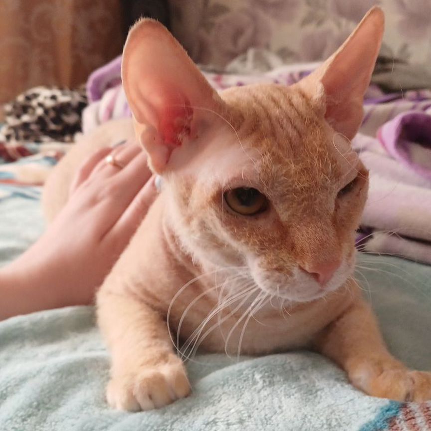 Донской сфинкс котёнок