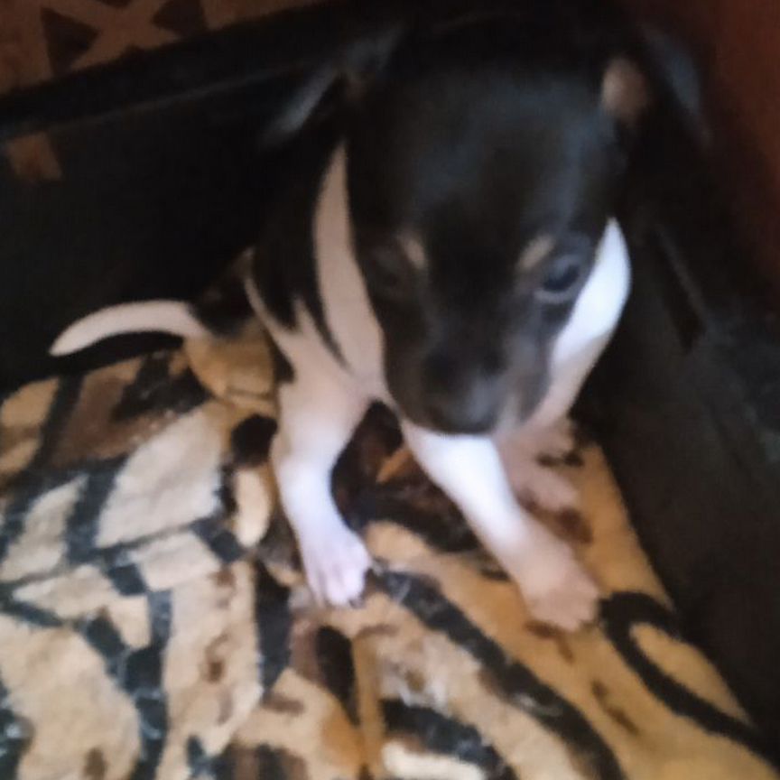 Русский той-терьер, щенок