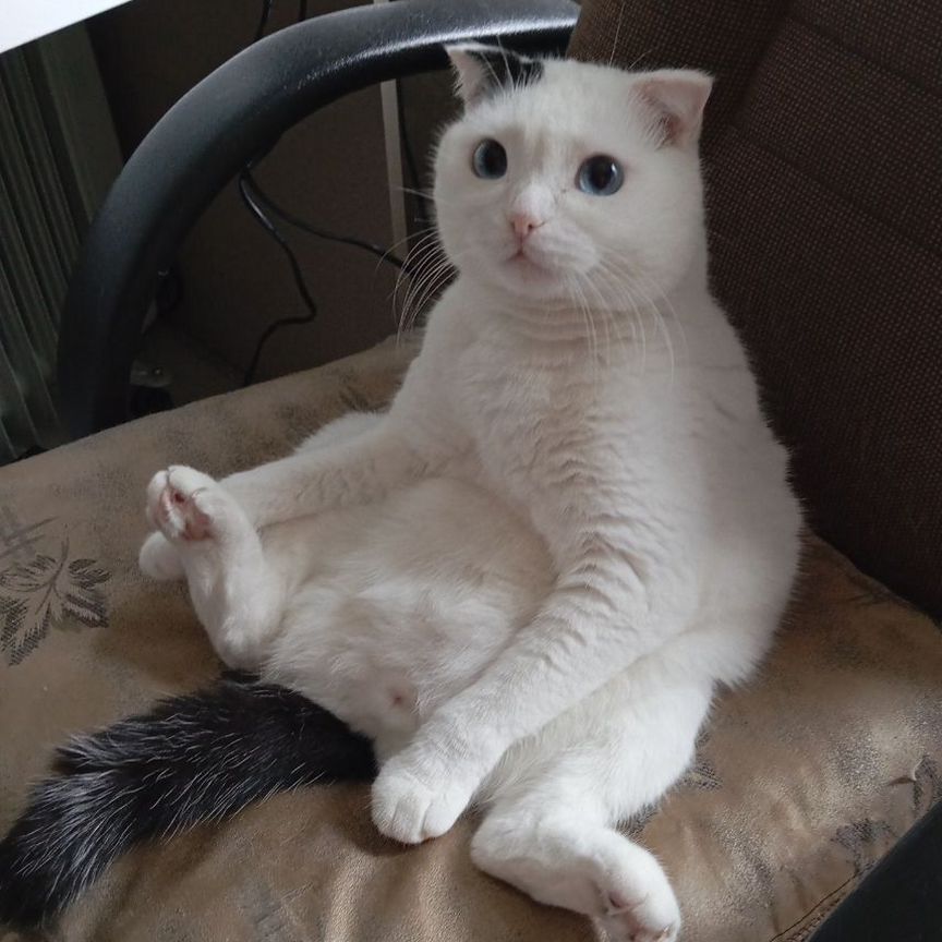 Шотландский вислоухий короткошёрстный, взрослый кот