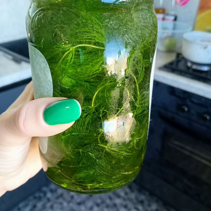 Роголистник Пистия бесплатно