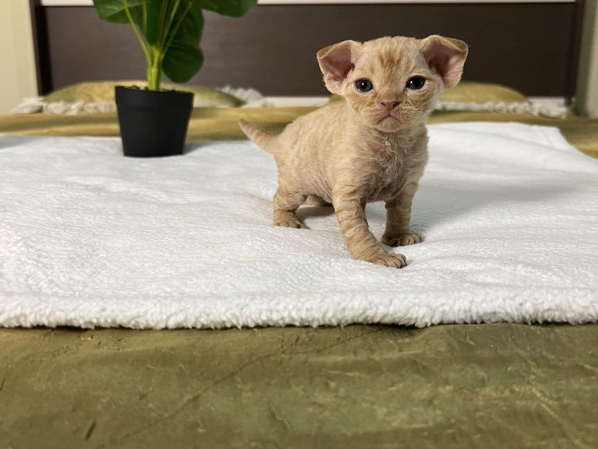 Девон рэкс котенок