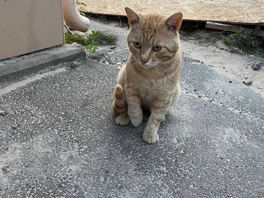 Кошка в дар бесплатно