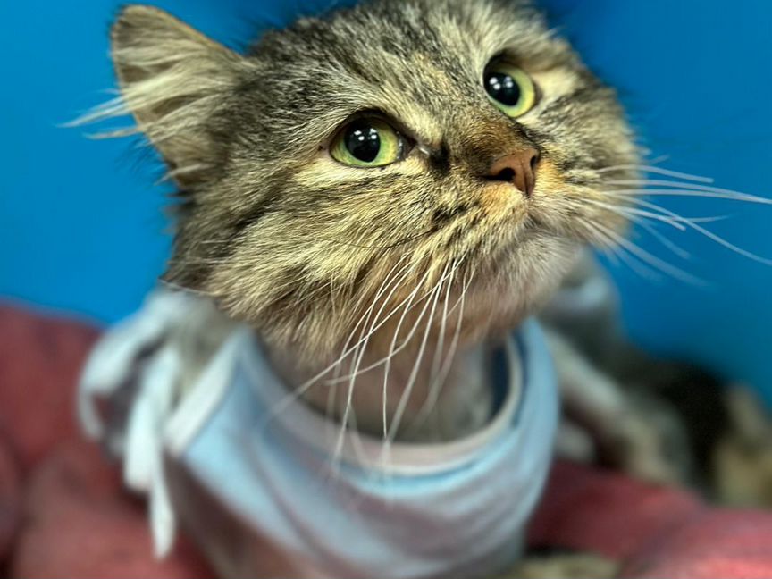 В добрые руки