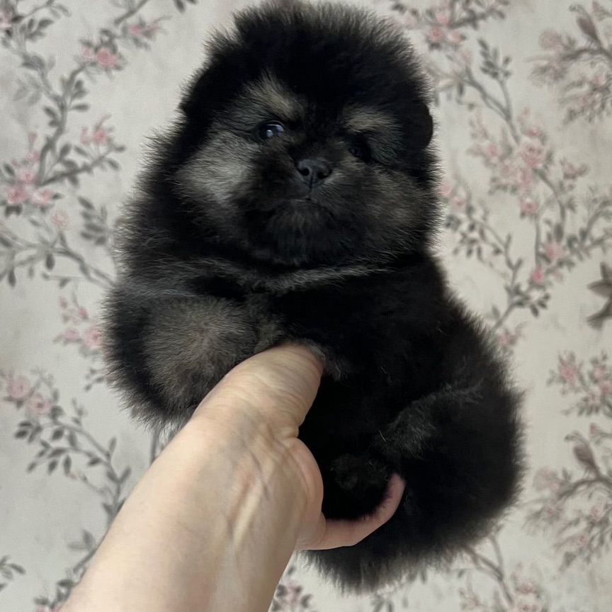 Померанский шпиц, щенок