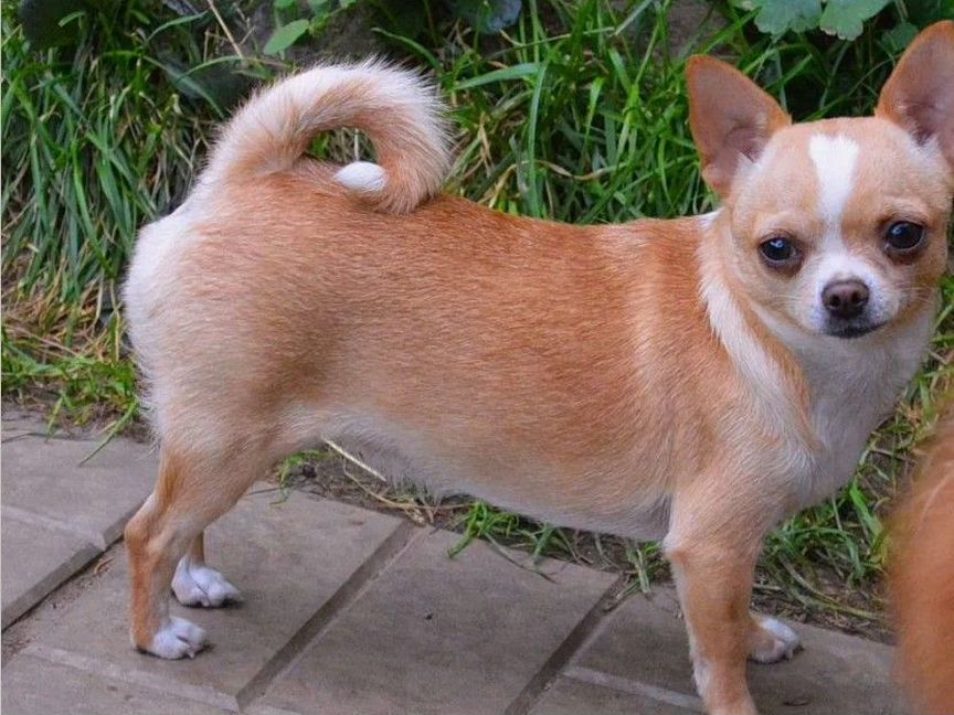 Взрослая чихуахуа