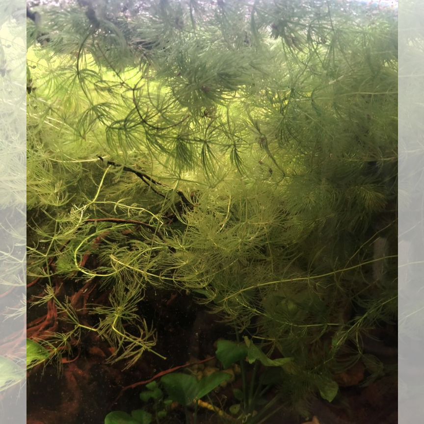 Роголистник в аквариум