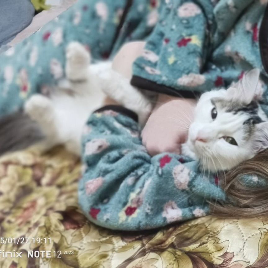 Кошка 2,5 года