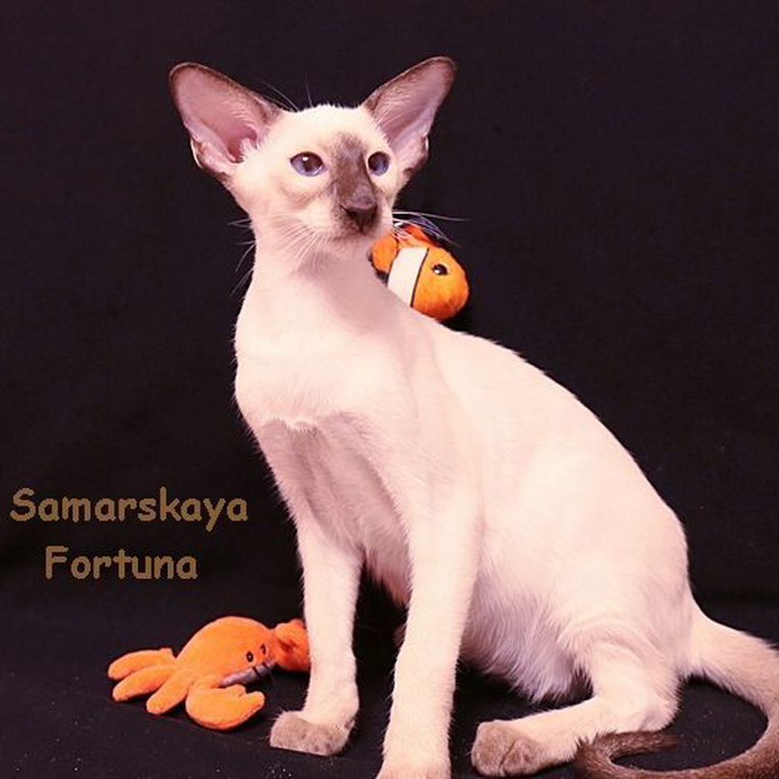 Голубоглазые мальчики