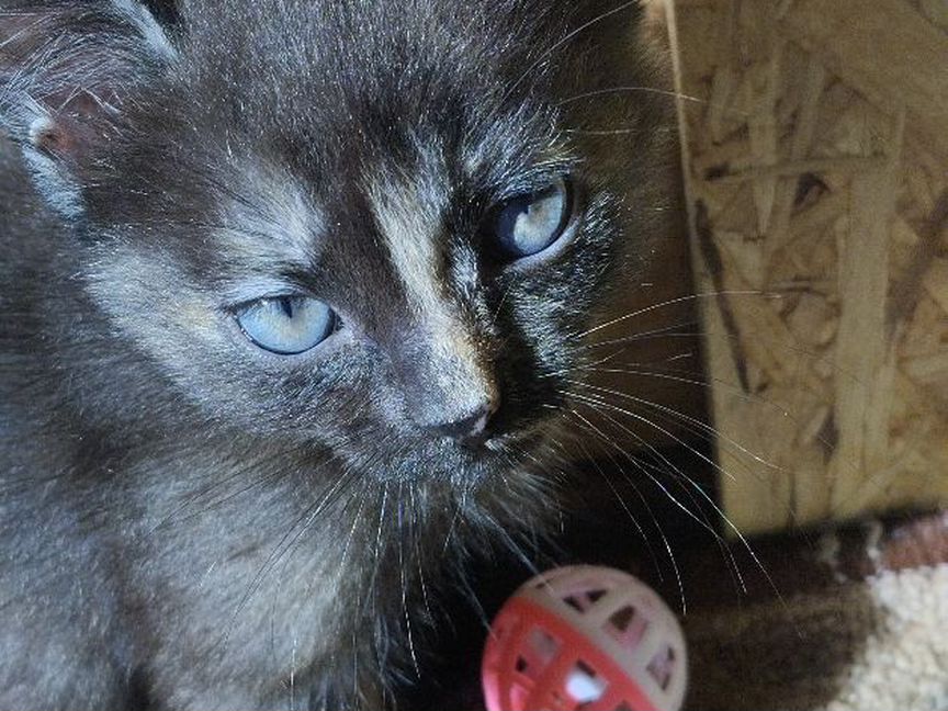 Кошка черепаший окрас девочка