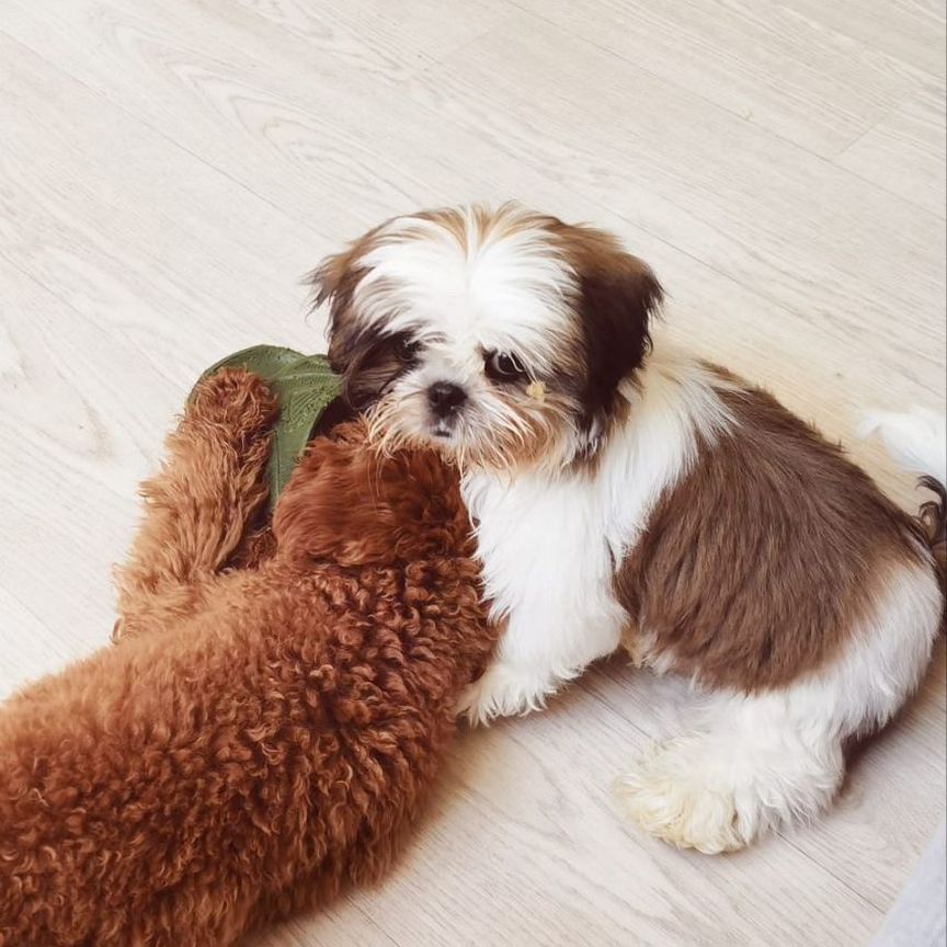 Ши-тцу глазастик