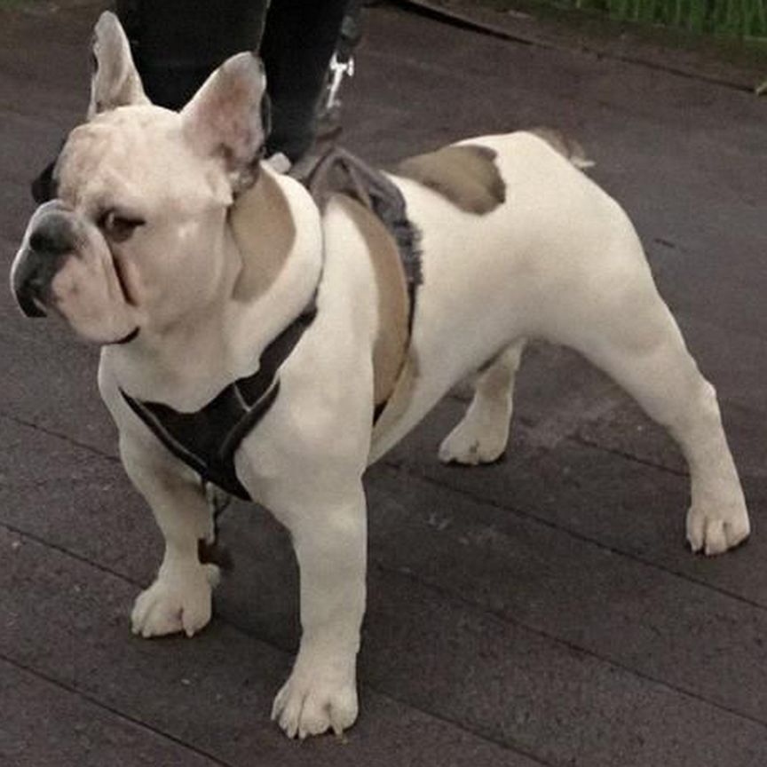 Французский бульдог вязка