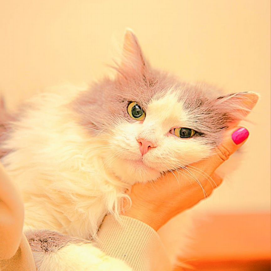 Очень большой и очень ласковый кот