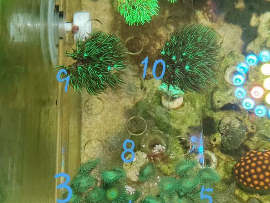 Мягкие кораллы