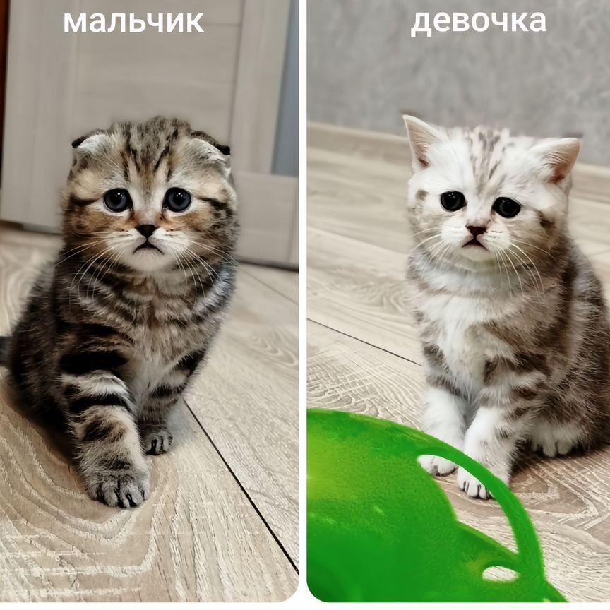 Шотландский вислоухий короткошёрстный котёнок