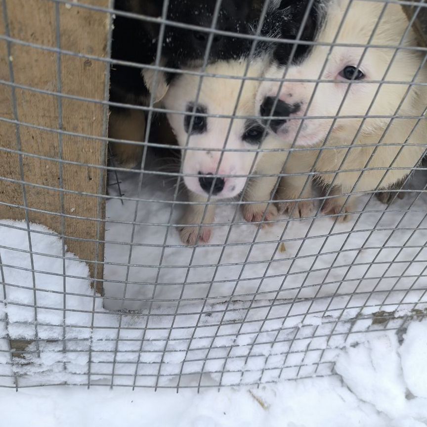 Щенок в добрые руки