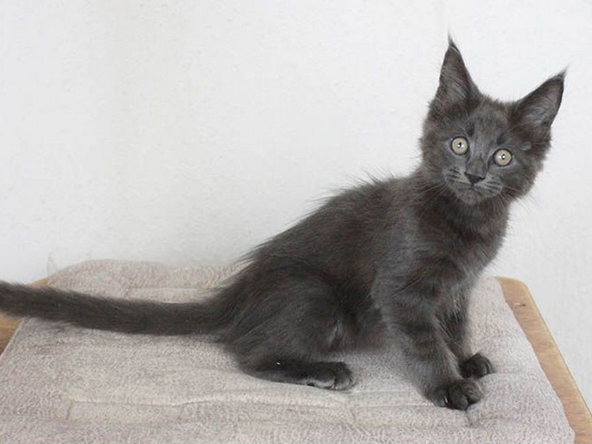 Котята Мейн кун