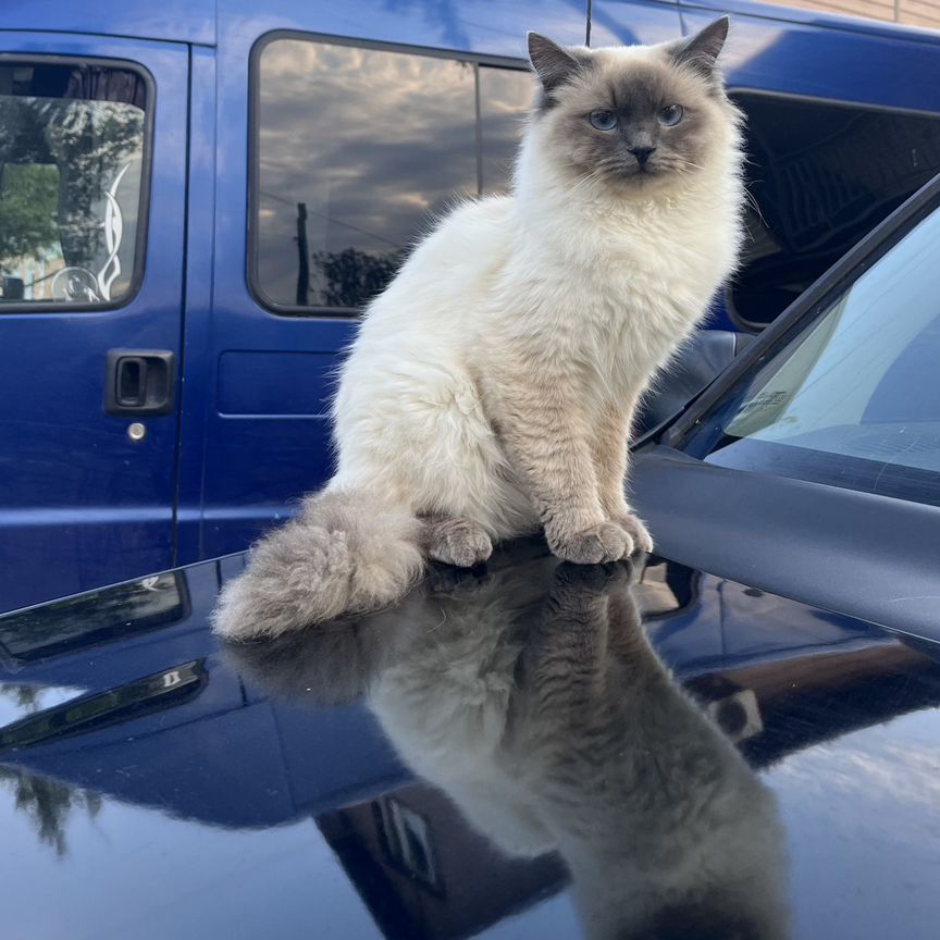 Тайский, взрослый кот
