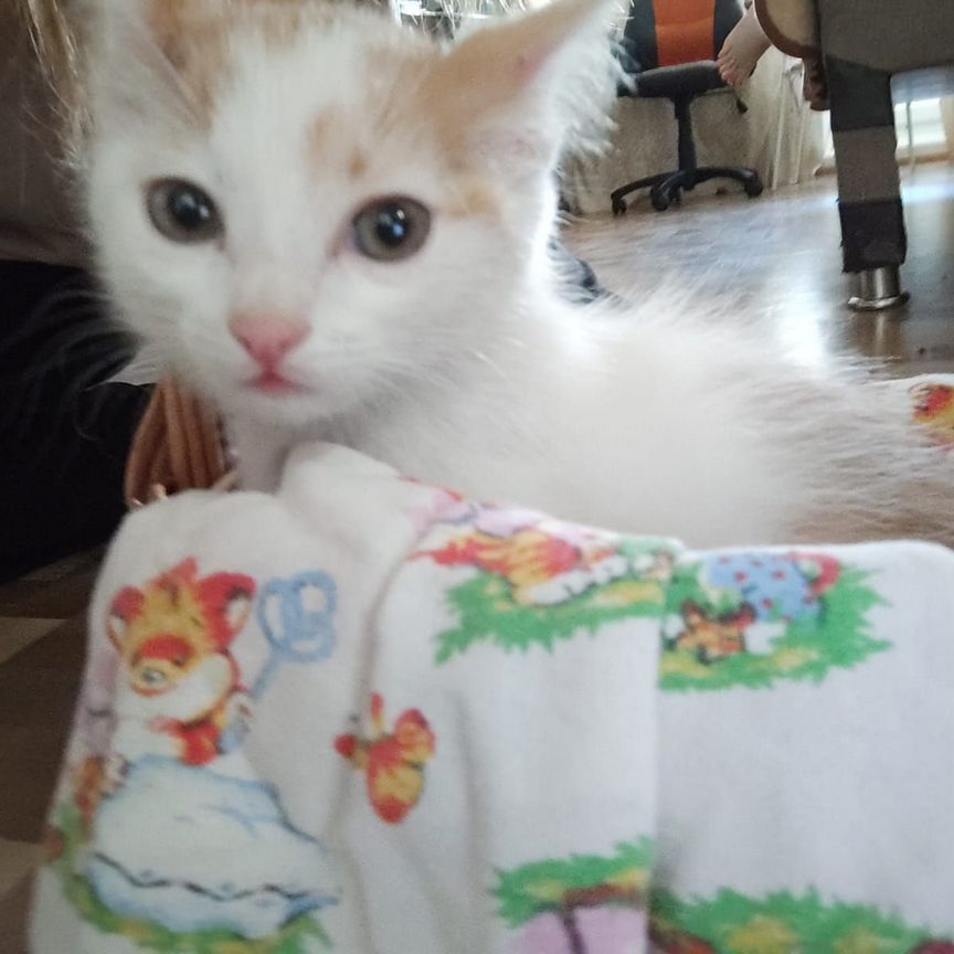 Отдам котенка хорошим людям