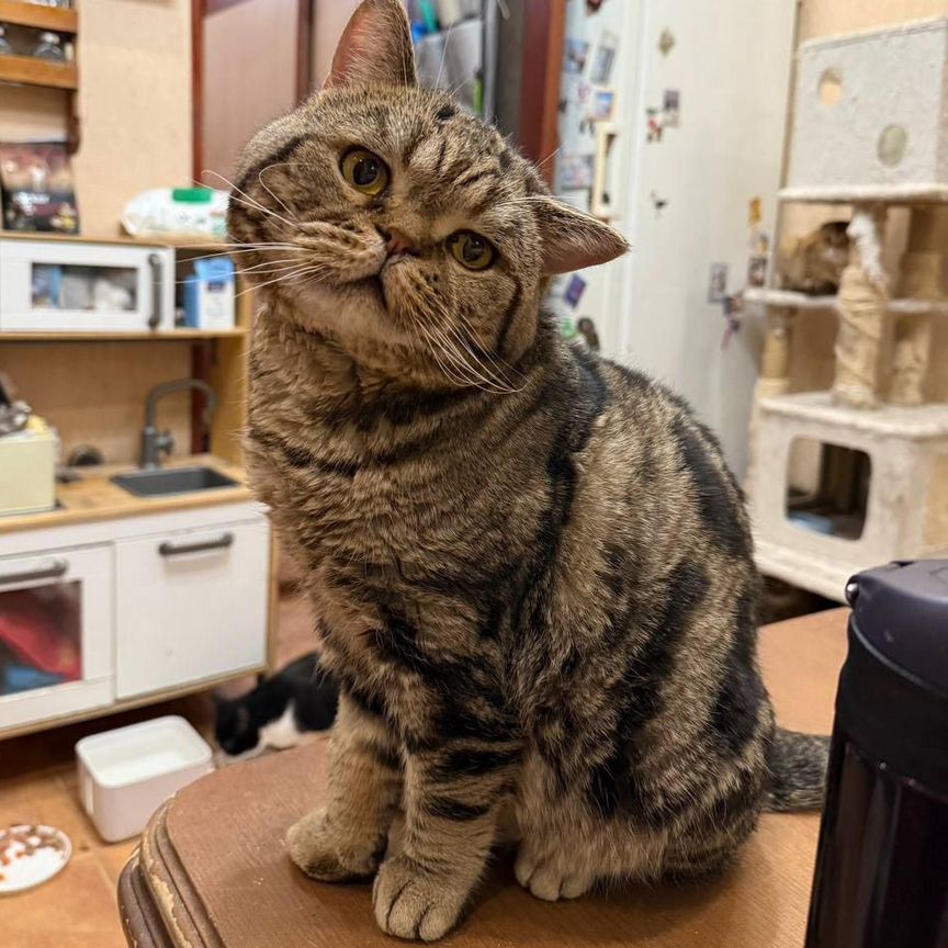 Британский короткошёрстный, взрослый кот