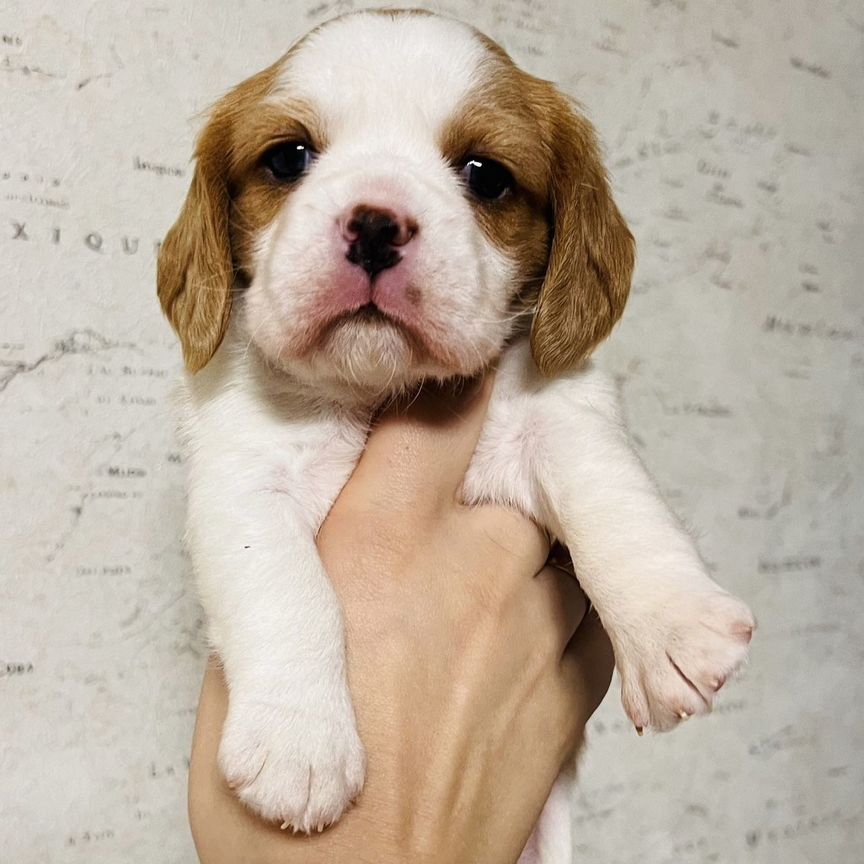 Кавалер кинг-чарльз-спаниель, щенок