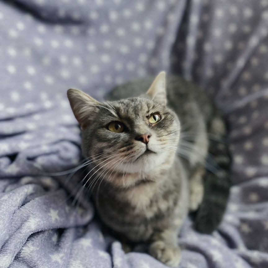 Малышка кошка ищет дом