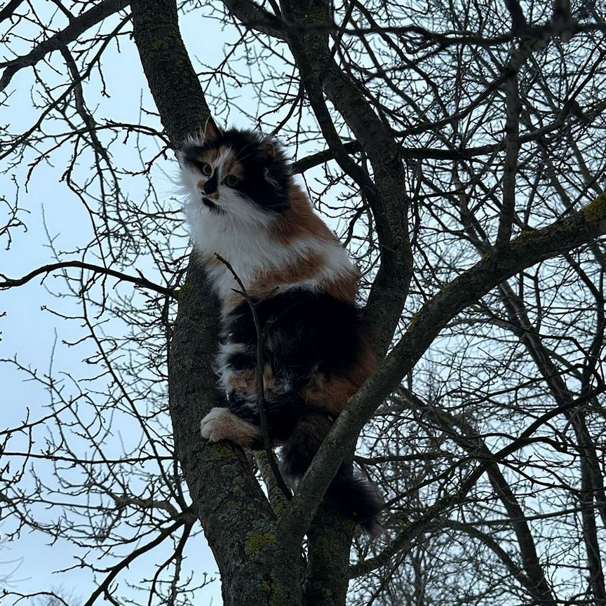 Кошечка в добрые рукм