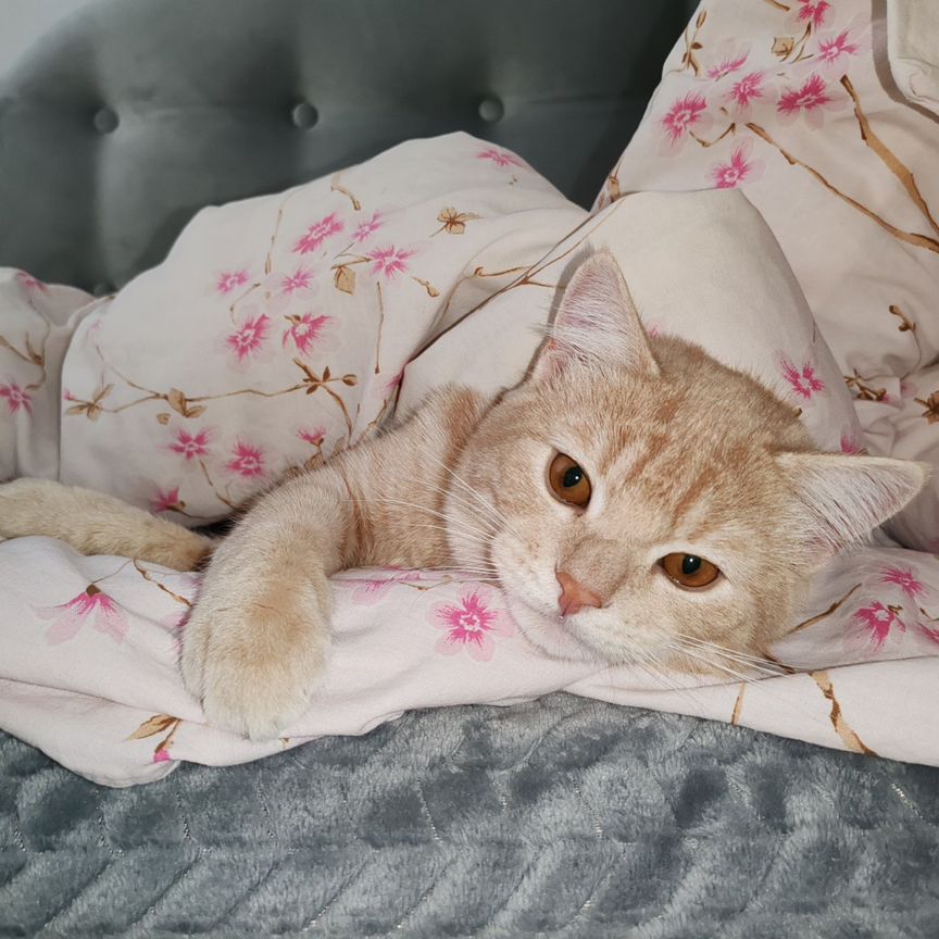 Котик в добрые руки