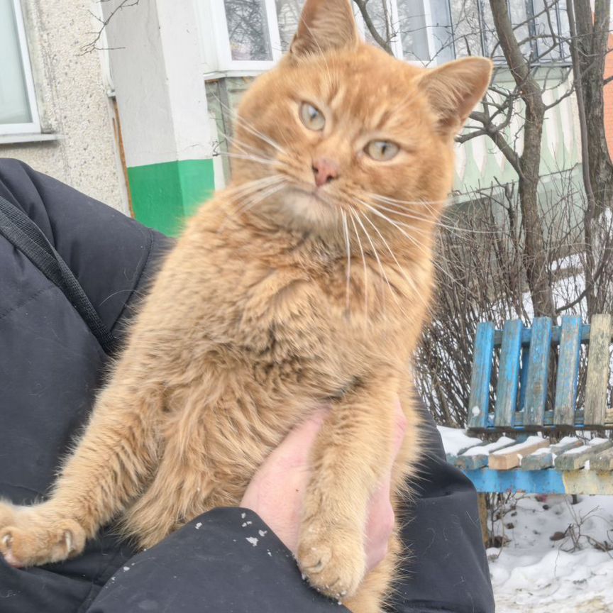 Огненно-рыжий кот в добрые руки