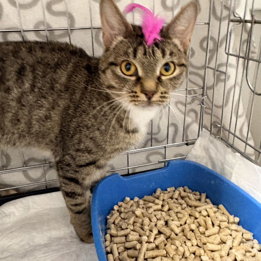 Взрослая, кошка в добрые руки