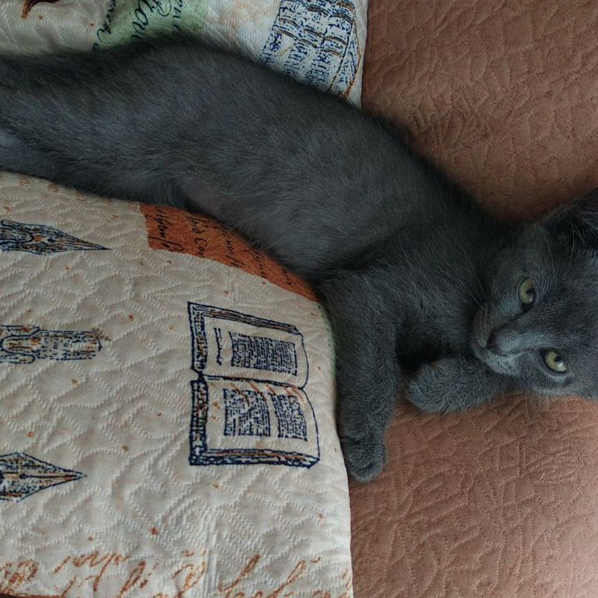 Русская Голубая отдам