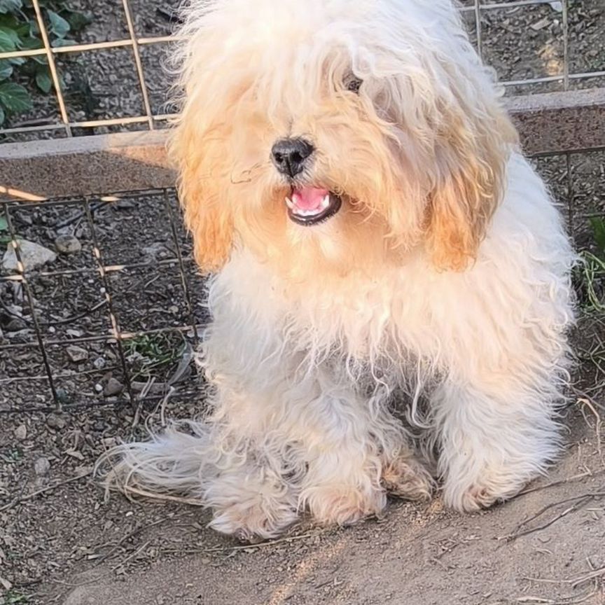 Девочки мальтипушки