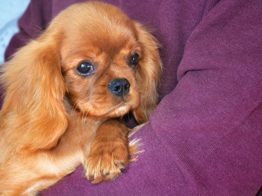 Кавалер кинг чарльз спаниель рубин