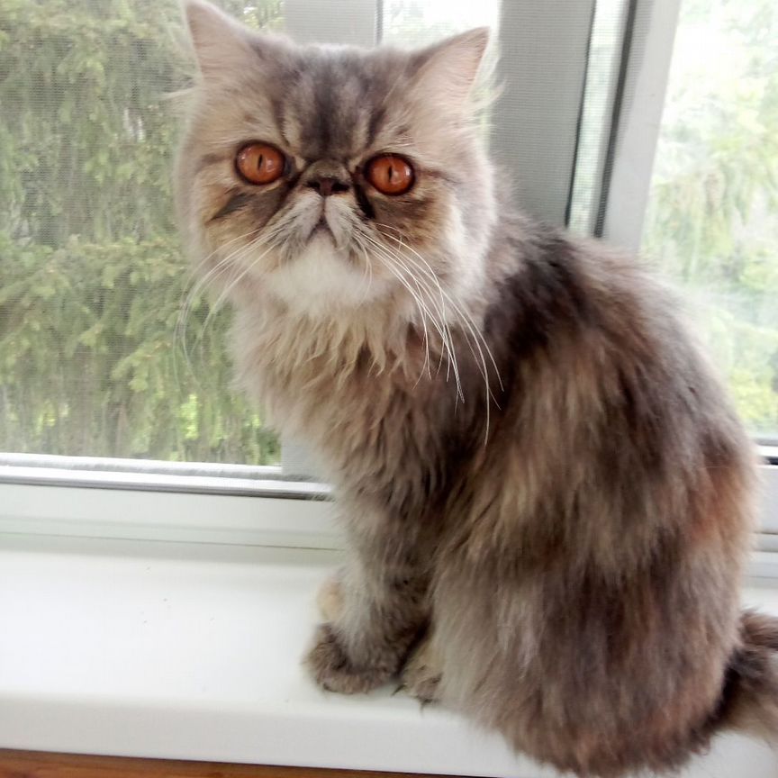 Персидская, взрослая кошка