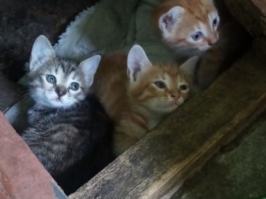 Котята пропадают