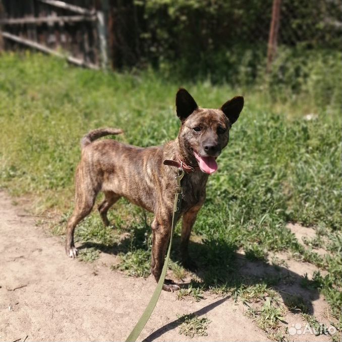 Маленькая тигровая собачка в добрые руки бесплатно