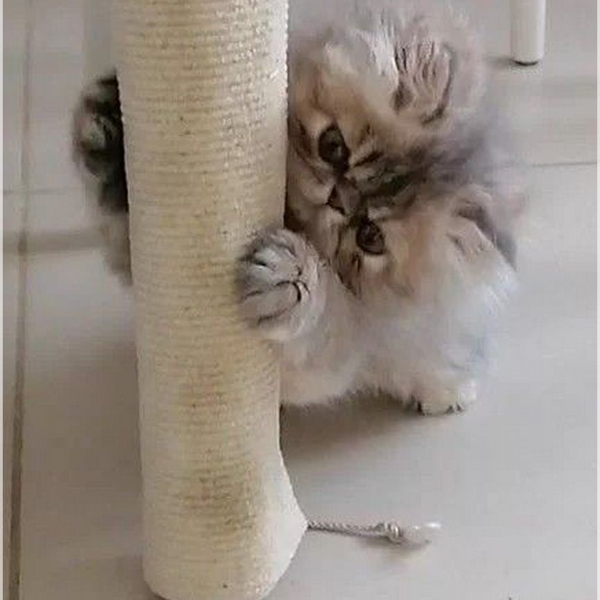 Персидский котёнок