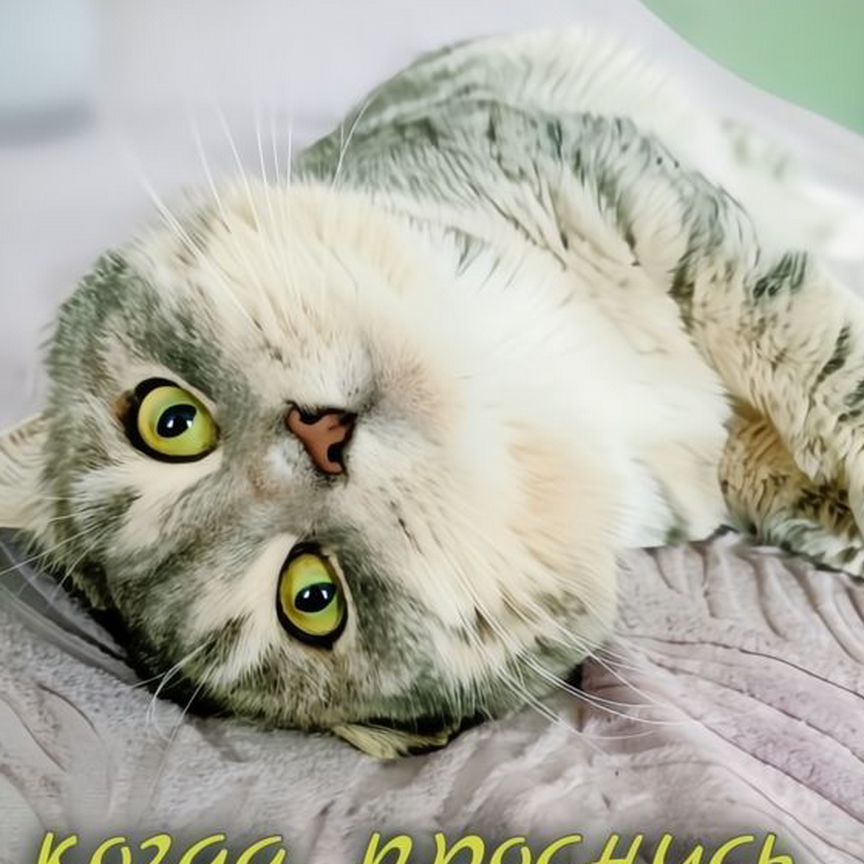 Взрослый кот в добрые руки