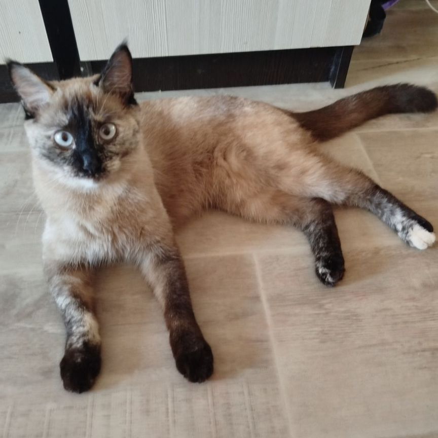 Кошечка