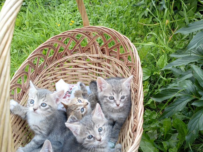 Отдам котят в добрые руки