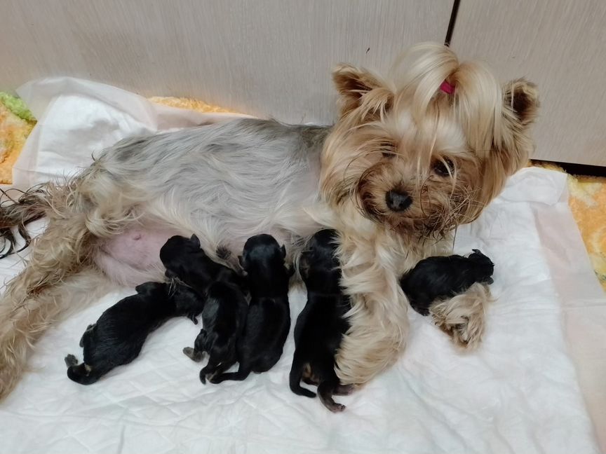 Йоркширский терьер