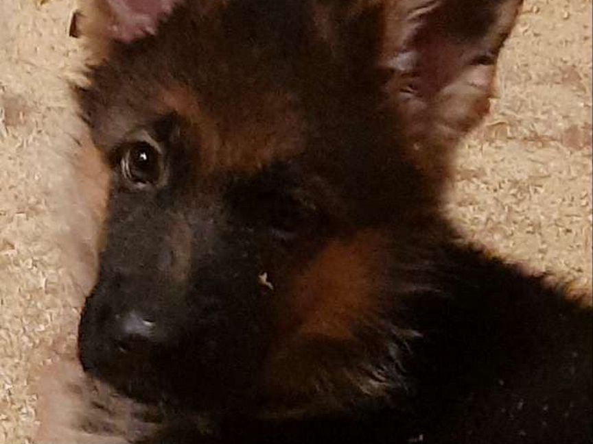 Чудесный мальчуган немецкой овчарки