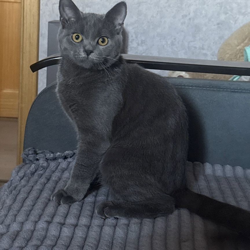 Британский короткошёрстный котёнок